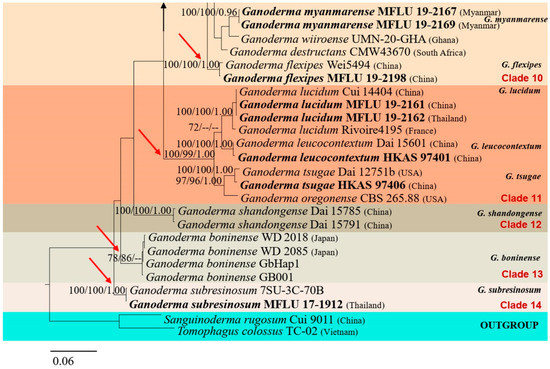 JoF | Free Full-Text | Ganoderma (Ganodermataceae, Basidiomycota ...