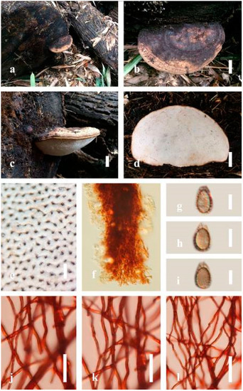 JoF | Free Full-Text | Ganoderma (Ganodermataceae, Basidiomycota ...