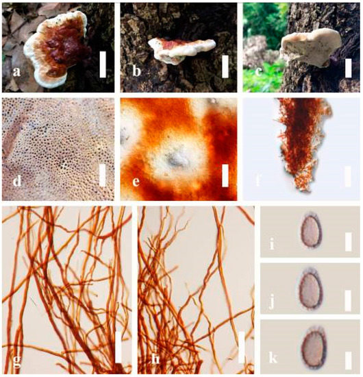 JoF | Free Full-Text | Ganoderma (Ganodermataceae, Basidiomycota ...