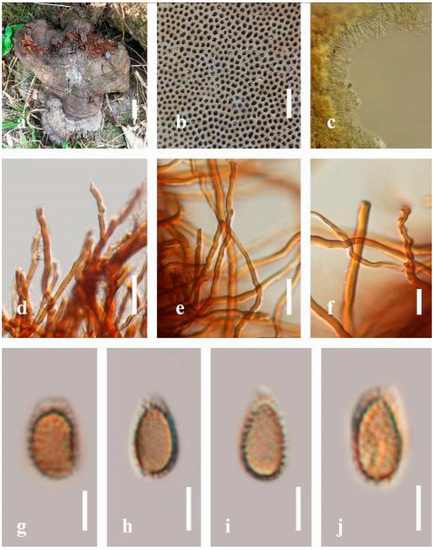 JoF | Free Full-Text | Ganoderma (Ganodermataceae, Basidiomycota ...