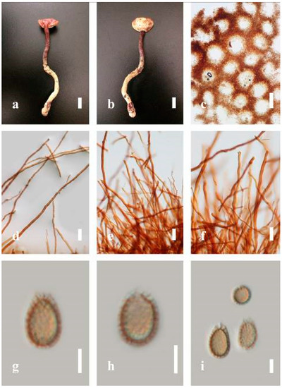 JoF | Free Full-Text | Ganoderma (Ganodermataceae, Basidiomycota ...