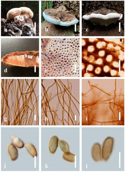 JoF | Free Full-Text | Ganoderma (Ganodermataceae, Basidiomycota ...