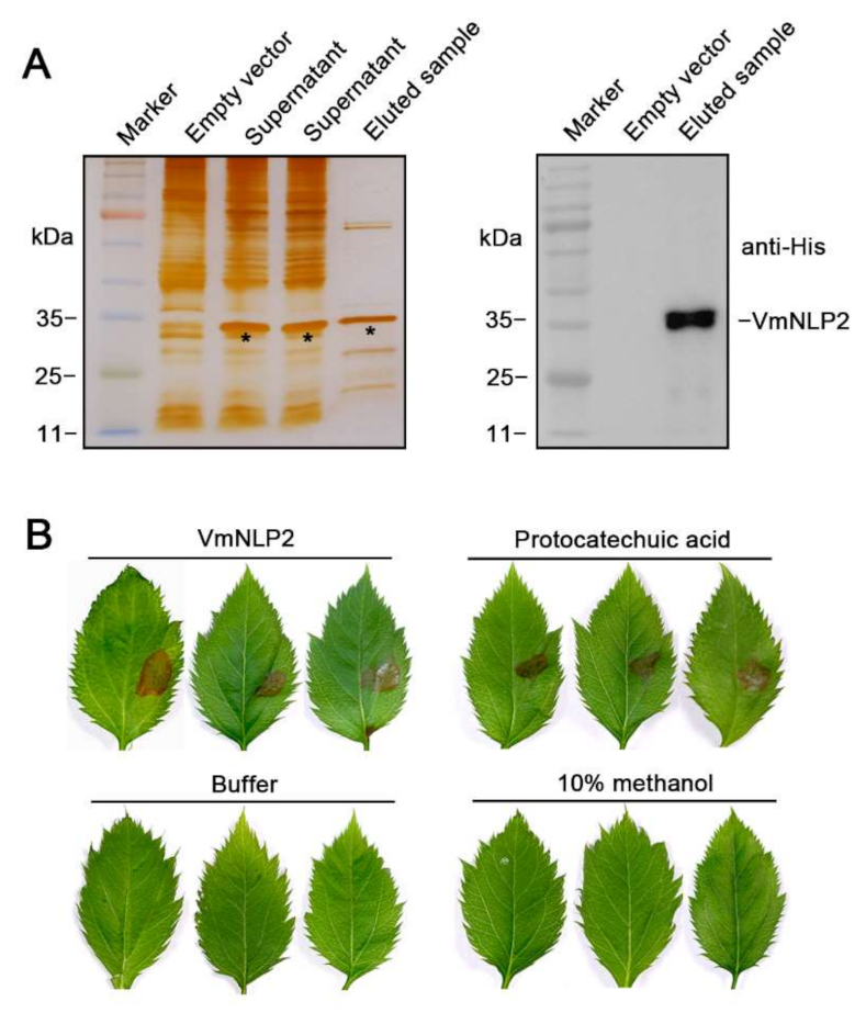 Nep1-like Proteins from Valsa mali Differentially Regulate Pathogen ...