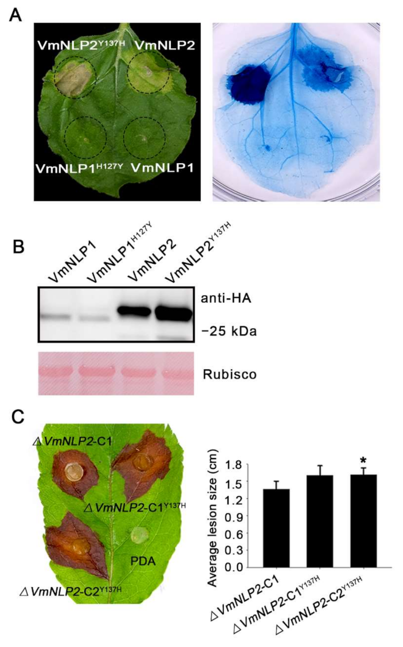 Nep1-like Proteins from Valsa mali Differentially Regulate Pathogen ...