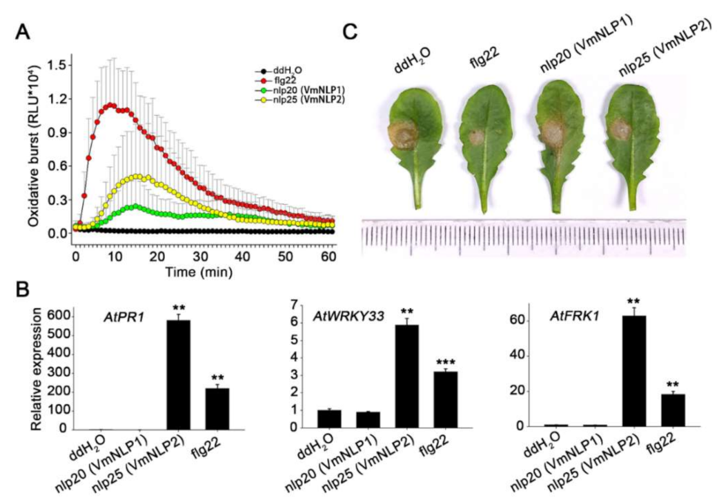 Nep1-like Proteins from Valsa mali Differentially Regulate Pathogen ...