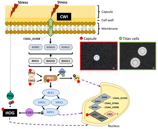 Cell Wall Integrity Pathway Involved in Morphogenesis, Virulence and ...