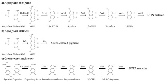 Raman Characterization of Fungal DHN and DOPA Melanin Biosynthesis Pathways