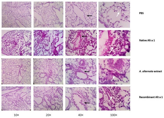 Purified Native and Recombinant Major Alternaria alternata Allergen ...