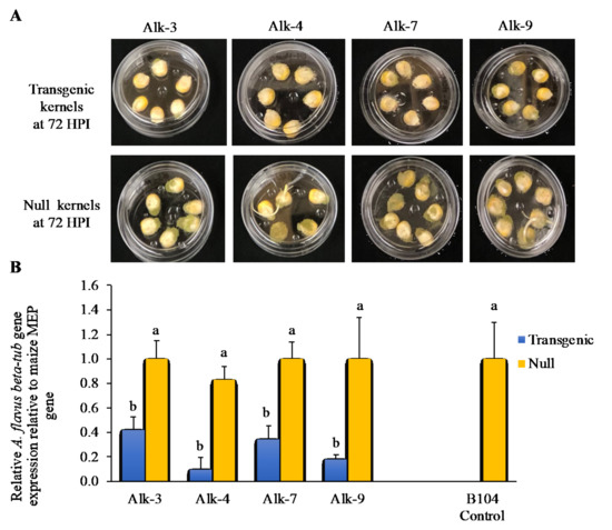JoF | Special Issue : Aspergillus flavus, Aflatoxins, and Their Effects ...