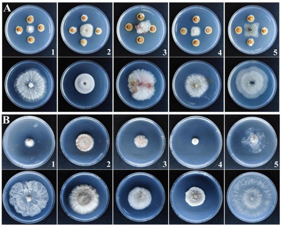 Antifungal Activity and Biocontrol Mechanism of Fusicolla violacea J-1 ...