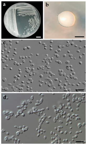 An Updated Global Species Diversity and Phylogeny in the Genus ...