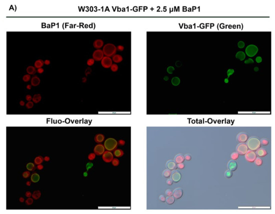 Novel Nile Blue Analogue Stains Yeast Vacuolar Membrane, Endoplasmic ...