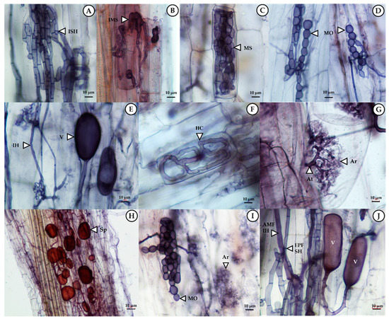 JoF | Free Full-Text | Co-Inoculation of an Endophytic and Arbuscular Mycorrhizal Fungus Improve ...