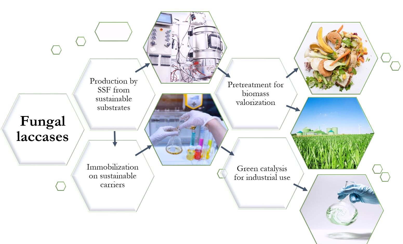 JoF | Free Full-Text | Fungal Laccases: The Forefront of Enzymes for Sustainability