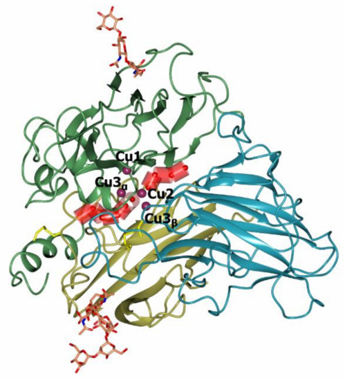 JoF | Free Full-Text | Fungal Laccases: The Forefront of Enzymes for ...