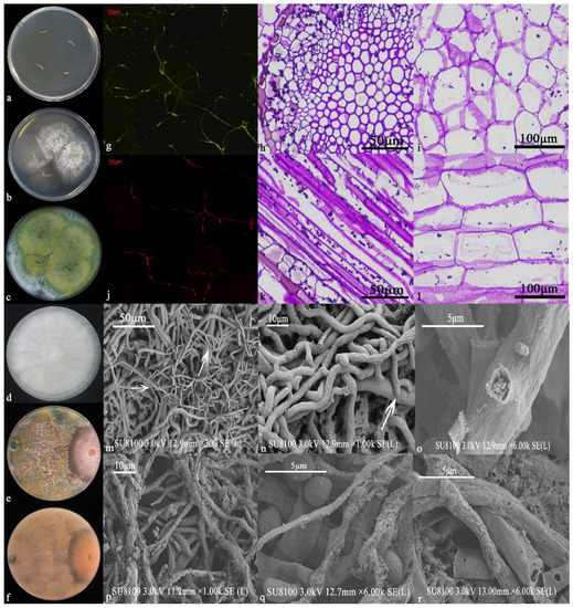 The Endophytic Strain Trichoderma asperellum 6S-2: An Efficient ...