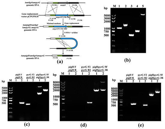 Inactivation of mrpigH Gene in Monascus ruber M7 Results in Increased ...