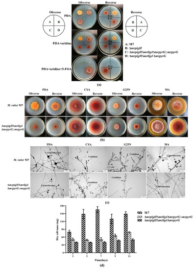 Inactivation of mrpigH Gene in Monascus ruber M7 Results in Increased ...