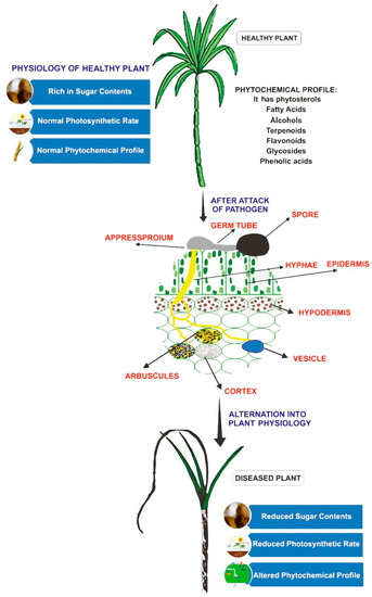 Sugarcane Smut: Current Knowledge and the Way Forward for Management