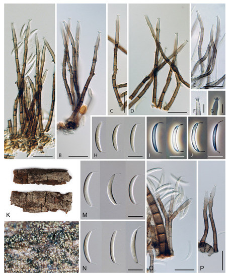 JoF | Free Full-Text | Phylogenetic Reassessment, Taxonomy, and ...