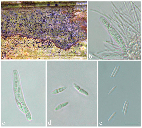 Twelve New Species Reveal Cryptic Diversification in Foliicolous ...