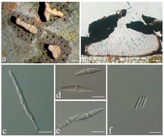 Twelve New Species Reveal Cryptic Diversification in Foliicolous ...