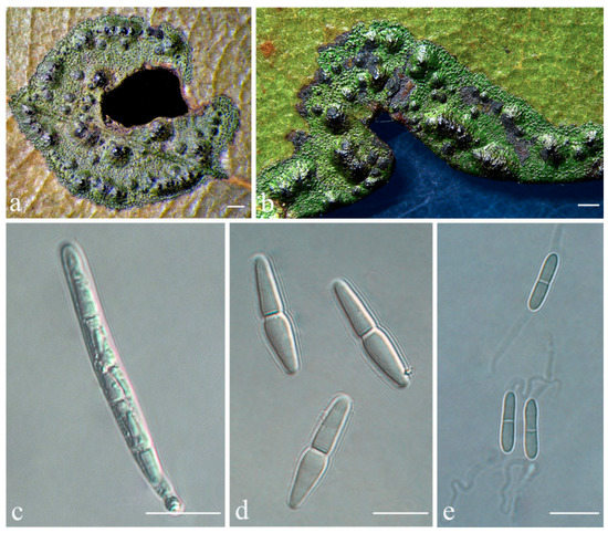 Twelve New Species Reveal Cryptic Diversification in Foliicolous ...