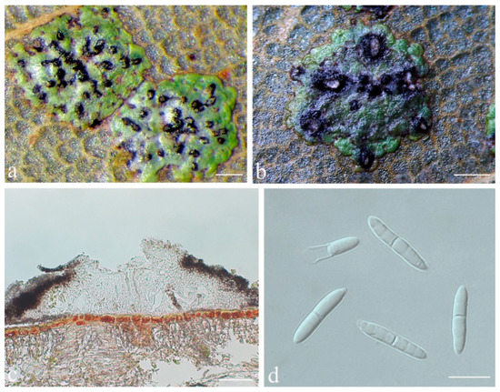 Twelve New Species Reveal Cryptic Diversification in Foliicolous ...