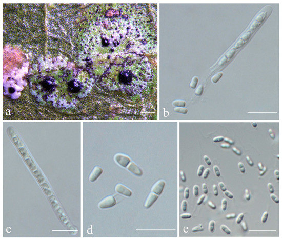 Twelve New Species Reveal Cryptic Diversification in Foliicolous ...