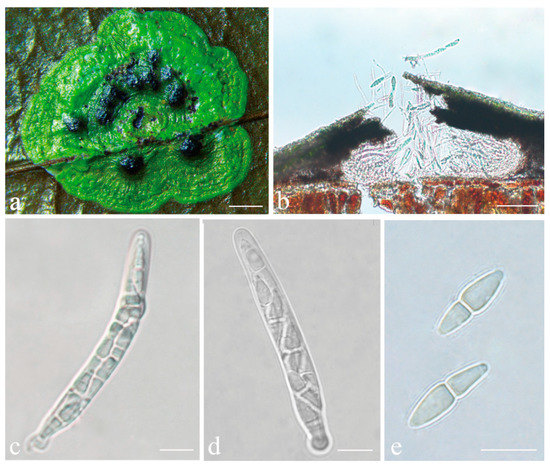 Twelve New Species Reveal Cryptic Diversification in Foliicolous ...