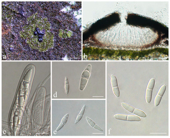 Twelve New Species Reveal Cryptic Diversification in Foliicolous ...
