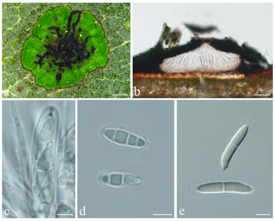 Twelve New Species Reveal Cryptic Diversification in Foliicolous ...