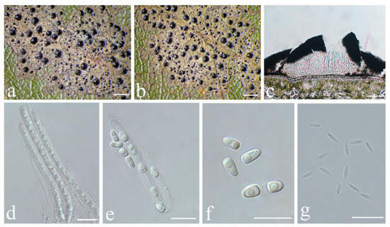 Twelve New Species Reveal Cryptic Diversification in Foliicolous ...