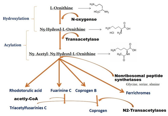 Biosynthesis Pathways, Transport Mechanisms and Biotechnological ...