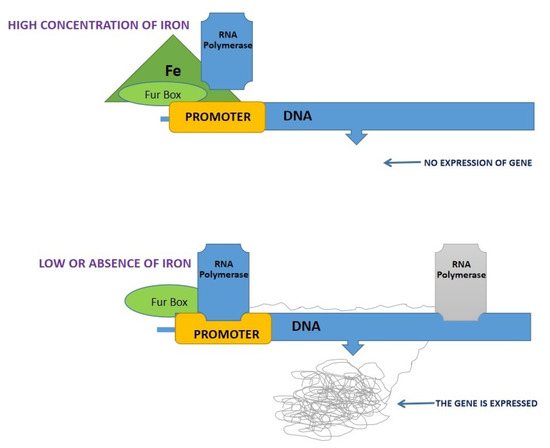 Biosynthesis Pathways, Transport Mechanisms and Biotechnological ...