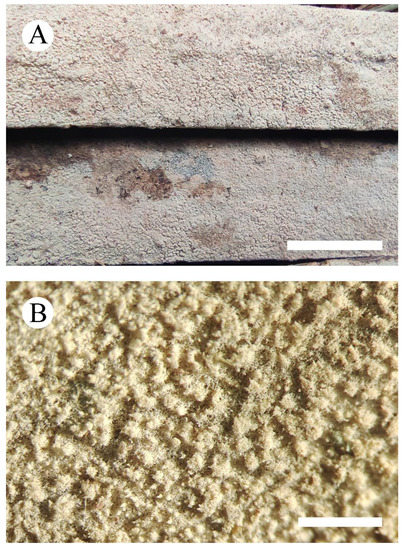 A Phylogenetic and Taxonomic Study on Xylodon (Hymenochaetales ...