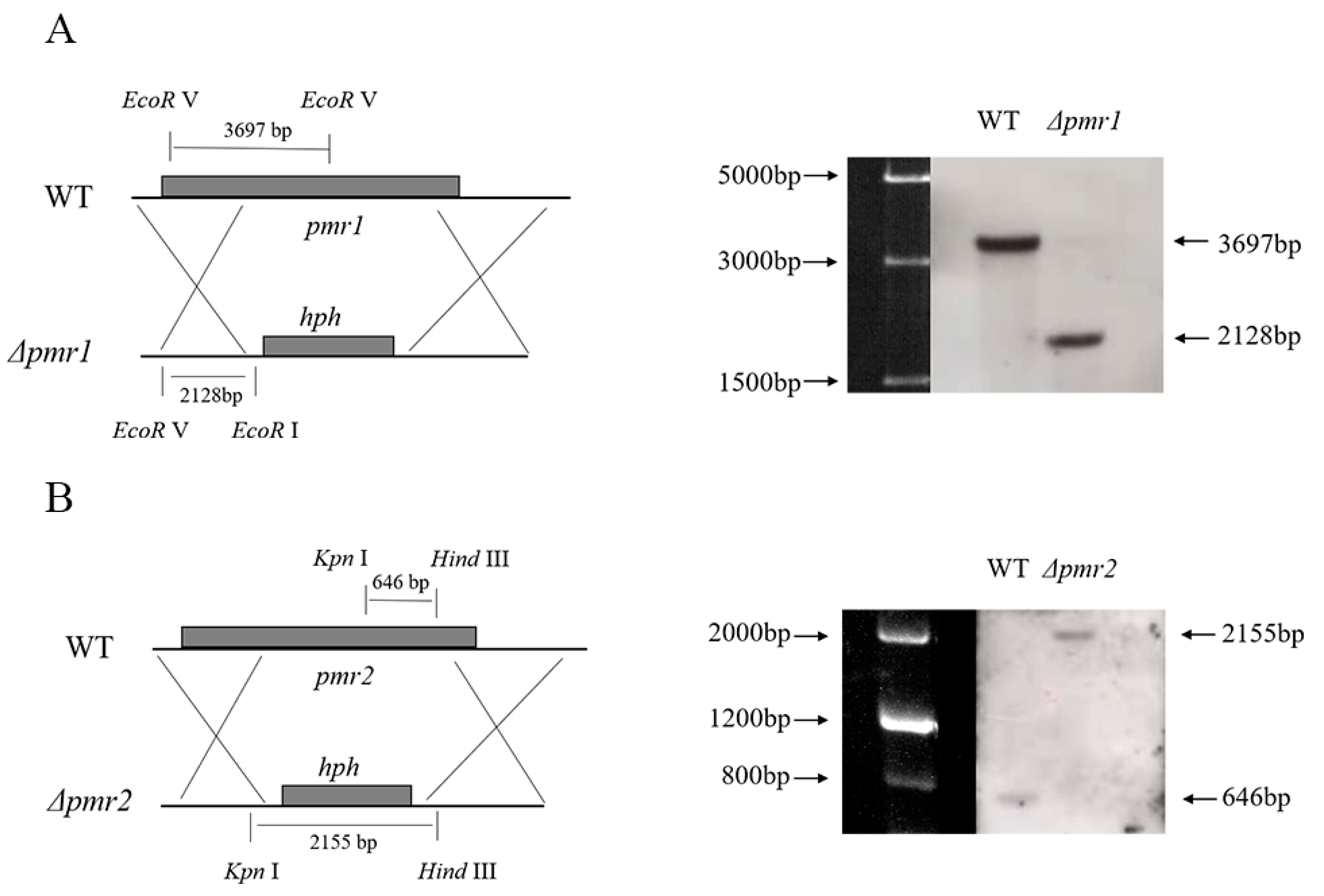 Transcription Factors Pmr1 and Pmr2 Cooperatively Regulate Melanin ...