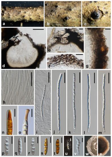 Reassessment of Dyfrolomyces and Four New Species of Melomastia from ...