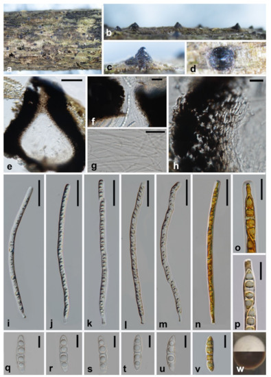 Reassessment of Dyfrolomyces and Four New Species of Melomastia from ...