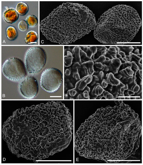 Cryptic Species Diversity and Phylogenetic Relationship in the Rust ...
