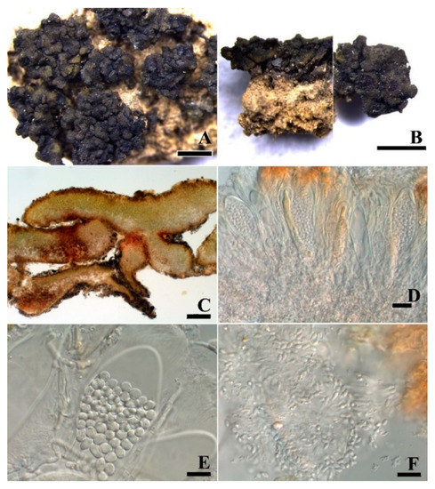 Five New Species of the Lichen-Forming Fungal Genus Peltula from China