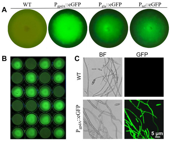 Establishment of High-Efficiency Screening System for Gene Deletion in ...