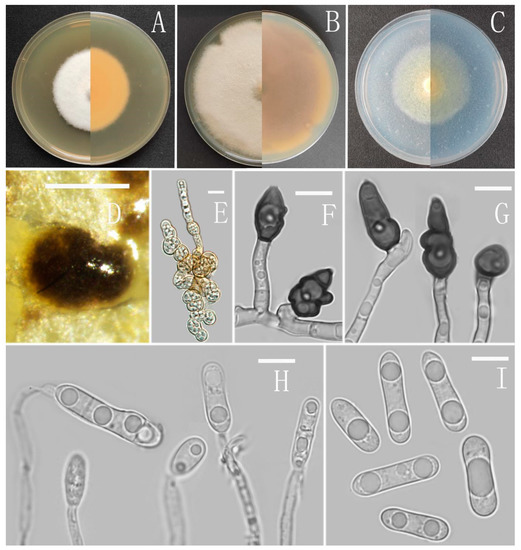 Fourteen New Species of Foliar Colletotrichum Associated with the ...