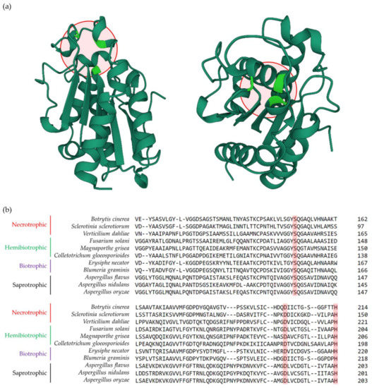 The Multifaceted Roles of Fungal Cutinases during Infection