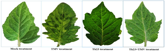Trichoderma hamatum Strain Th23 Promotes Tomato Growth and Induces ...