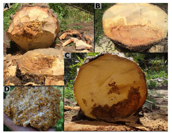 Ganoderma zonatum Is the Causal Agent of Basal Stem Rot in Oil Palm in ...