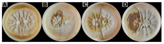 Ganoderma zonatum Is the Causal Agent of Basal Stem Rot in Oil Palm in ...
