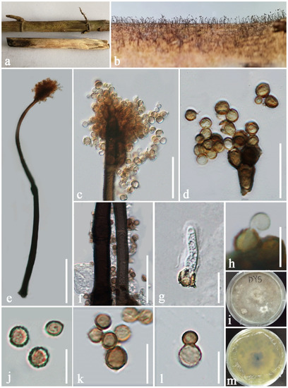 Taxonomic Reappraisal of Periconiaceae with the Description of Three ...