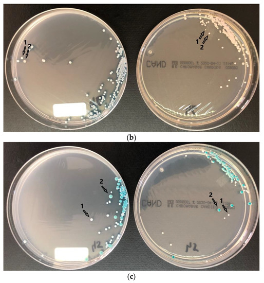 Novel Chromogenic Medium CHROMagarTM Candida Plus for Detection of ...