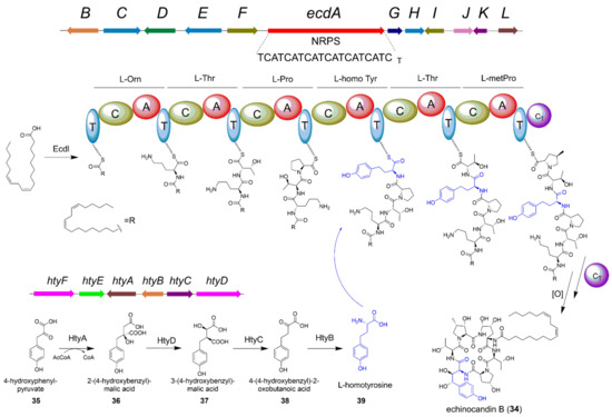 JoF | Free Full-Text | Biosynthesis of Fungal Natural Products ...